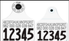 Allflex Maxi HDX All-in-One Layout 1 with Large Male tag | CattleTags.com