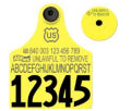 Allflex USDA Maxi Layout 6 (Tamperproof) - Yellow | CattleTags.com